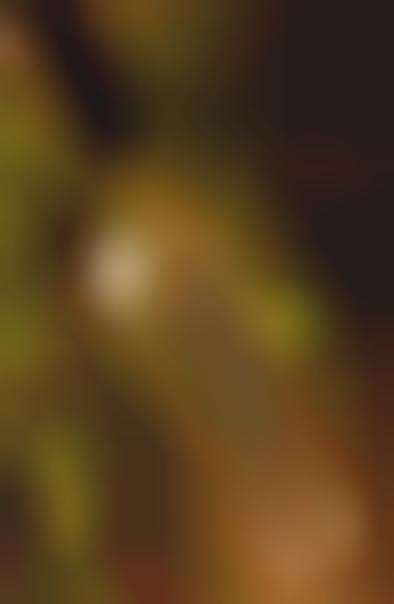 $1 Million Brandy: Mendis Coconut Brandy