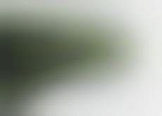 Arboreal Water Wells : The Hope Tree