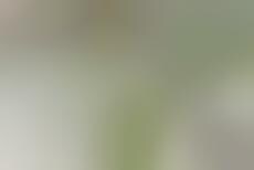 Flower-Blooming Bullets : flower shell