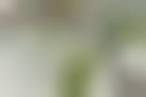 Flower-Blooming Bullets : flower shell