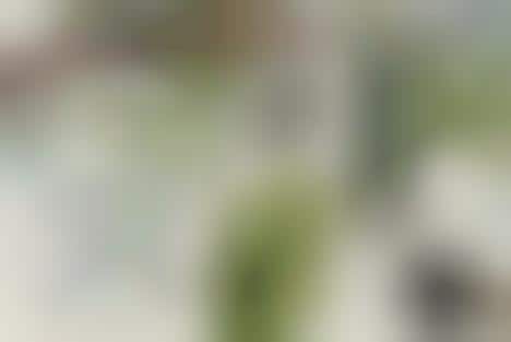 Flower-Blooming Bullets : flower shell