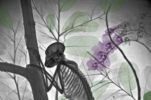 X-ray Nature Photographs : x-ray photographs