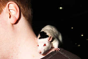 Fringe Animal Photography : Welcome to the Show