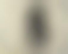 Intimate Comrade Illustrations : thomas cian