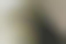 Adorable Mini-Me Photography : animals with miniature versions of ...