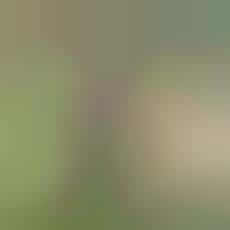 Discovering New Species Through Photoshop: Unexpected Animal Hybrids