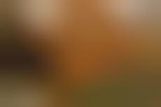 Slimy Reptile Spas : Snake Massage