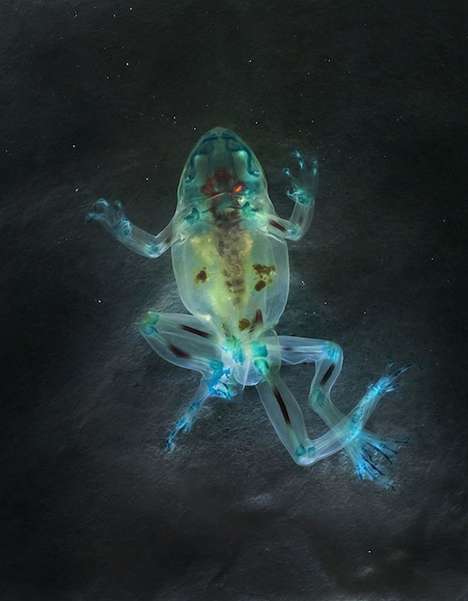 Beautifully Deformed Photography : frog photography