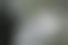 Rainforest Protection Skyscrapers : Rainforest Protection