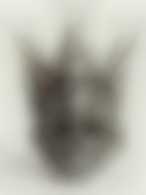 Opulent Skull Adornments : Macabre Gadgets