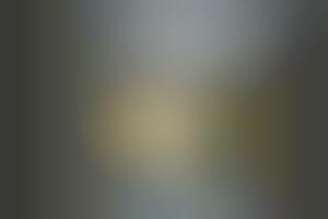 Sea Creature Lighting : sea creature light