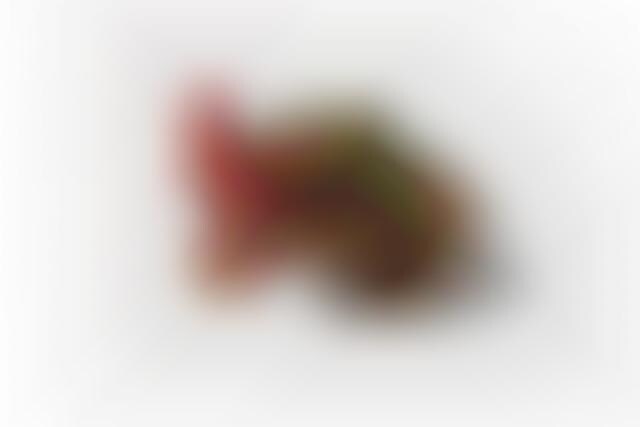 100 Examples of Animal-Themed Photography