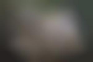 Futuristic Robot Treehouses : futuristic robot treehouse