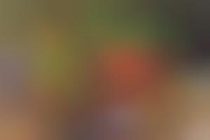 Worldly Cocktails : "commonwealth cocktail"