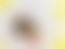 Bee First Aid Kits : dying honey bees