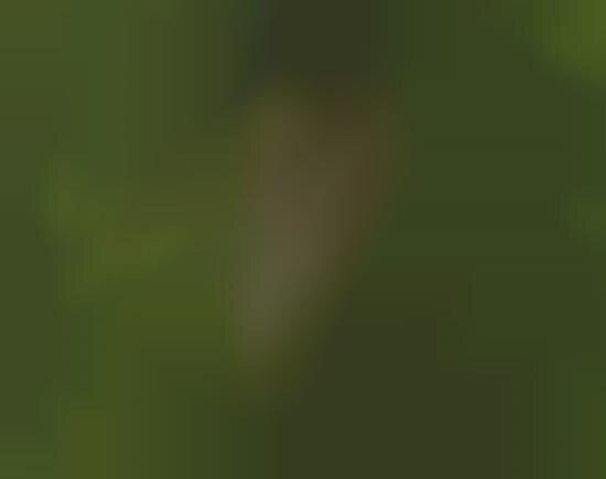 15 Ballin' Bird Houses