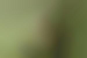 Siamese Twin Fish: Conjoined Nile Tilapia