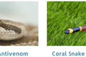 Veterinary Snake Antidotes : snake antivenom