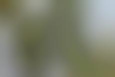 Algae Snack Bars : "green snack bar"