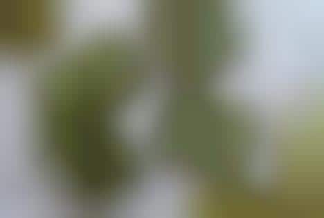 Algae Snack Bars : "green snack bar"