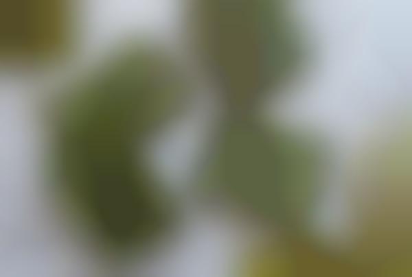 Algae Snack Bars : "green snack bar"