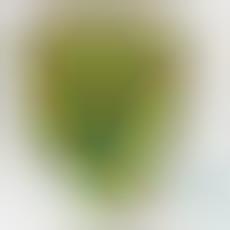 Spicy Wasabi Toothpastes : flavored toothpastes