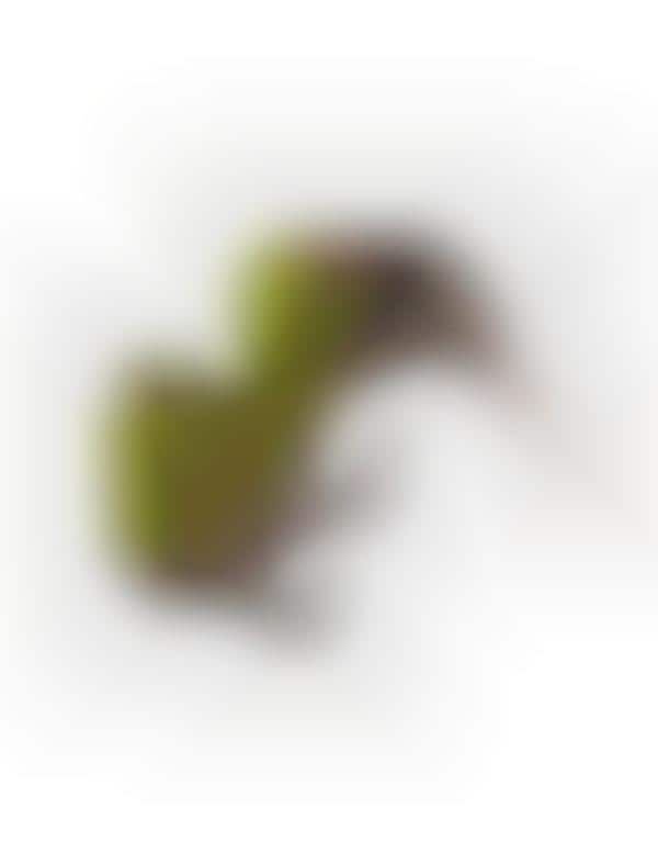 Animalistic Fruit Hybrids : Sarah DeRemer