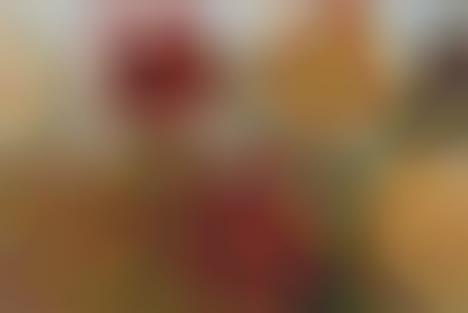 Layered S'more Confections : seven layer smores