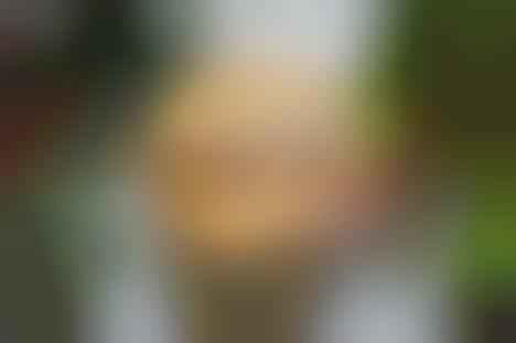 Bug-Infused Holiday Pies : "eating a bug"