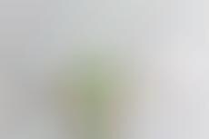 Park-Inspired Workstations : fish tank desk