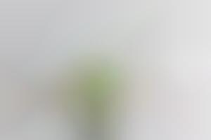 Park-Inspired Workstations : fish tank desk