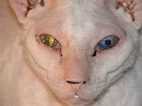Freaky Felines: 10 Bizarre Cats