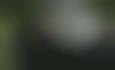 Interspecies Animal Adoptions: 6 Unusual Surrogate Mothers