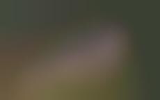 Aerial Art: Giant Knitted Rabbit Spotted by Google Earth