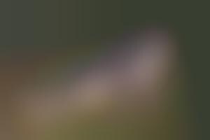 Aerial Art: Giant Knitted Rabbit Spotted by Google Earth