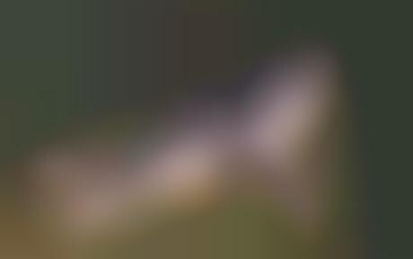 Aerial Art: Giant Knitted Rabbit Spotted by Google Earth