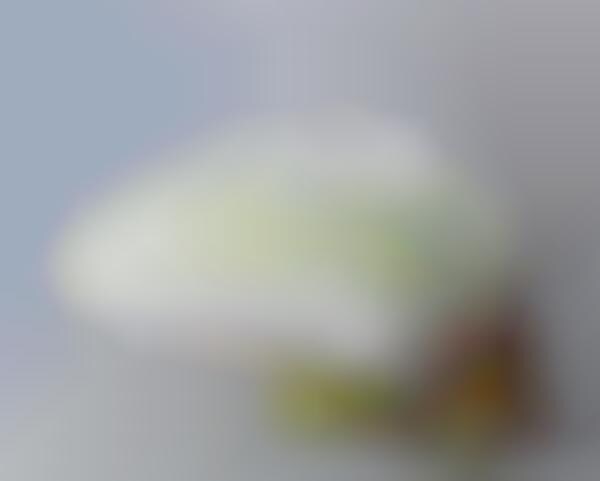 Flexible Biodegradable Paper : FiberForm