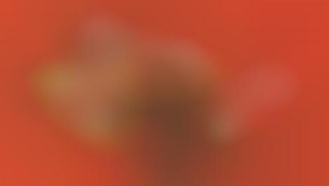 Re-Branded Fast Food Franchises : Fast Food Franchise