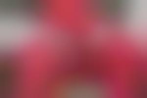 Inflatable Art Showcases : BLOW UP Show