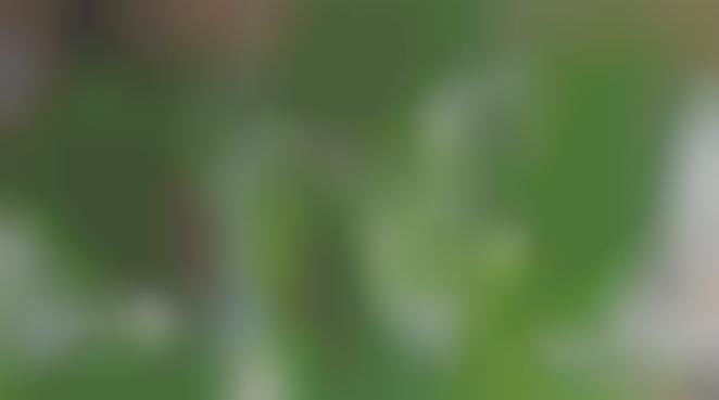 54 Examples of Urban Garden Innovations