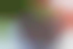 Cricket-Based Crisps : Six Foods