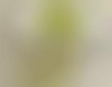 Matcha Chocolate Truffles : matcha chocolate