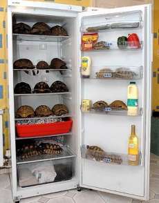 Urban Dwellings for Animals: Tortoise Hibernation Fridges