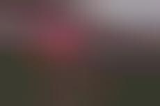 Pink Hay Bales: Pepto-Bismol Prairie Decor