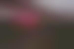 Pink Hay Bales: Pepto-Bismol Prairie Decor