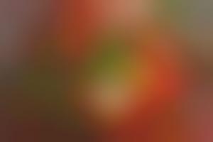 Boozy Gummy Bears : Alcoholic Gummies