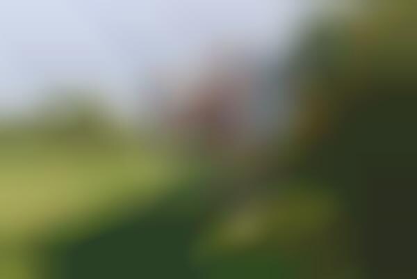 Multi-Level Tree Houses : play place