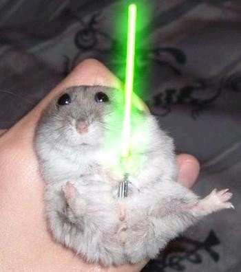Jedi Pets: Animals Catch the Lightsaber Craze