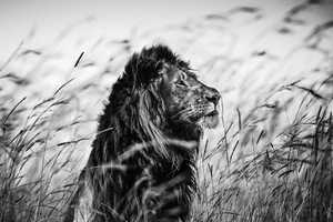 Dignified Wildlife Photography : African Animals