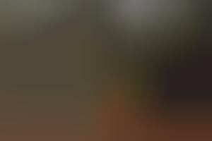 Zombie-Proof Cabins : zombie-proof